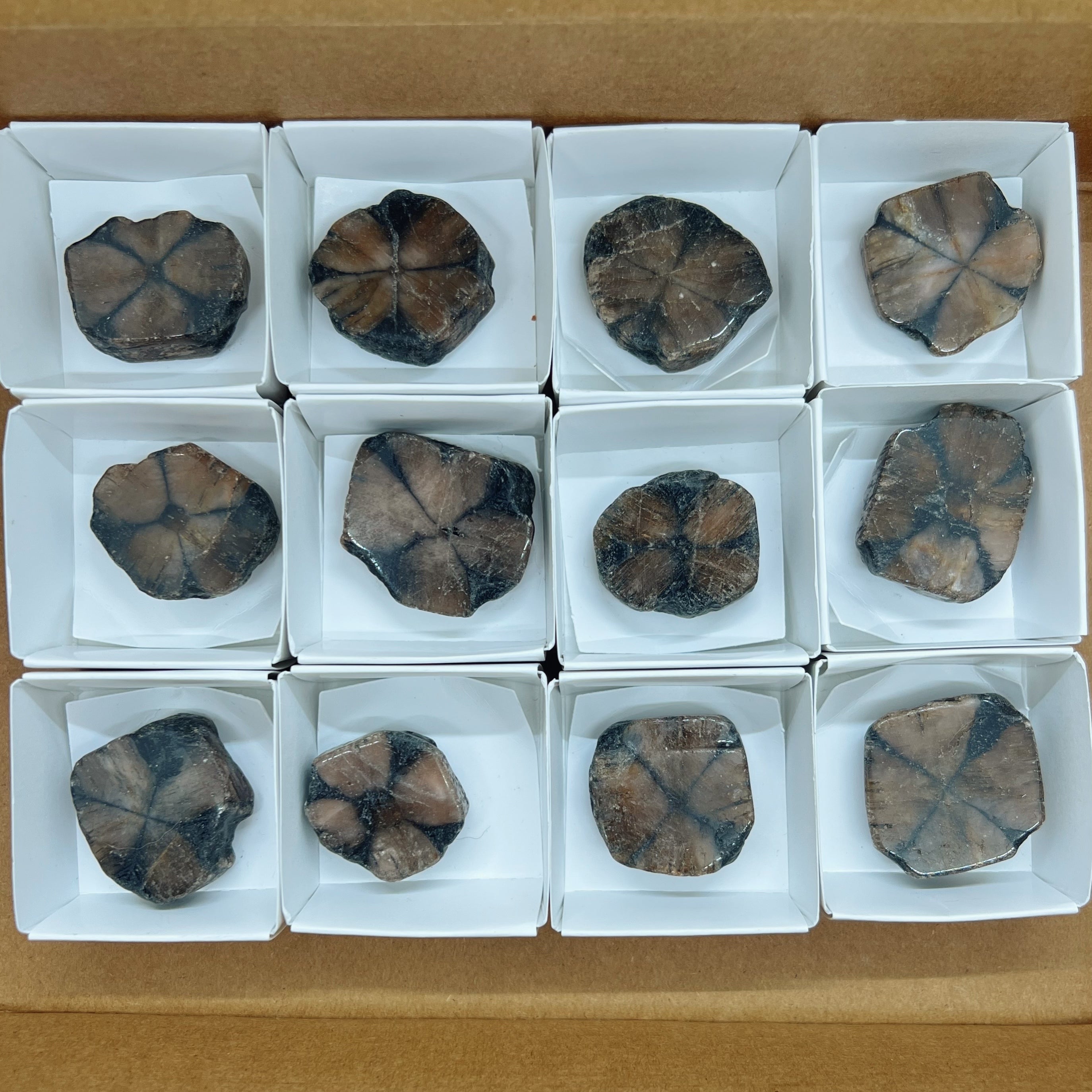 12 Pieces - Chiastolite rough-polished slices – Shard Rocks and Minerals