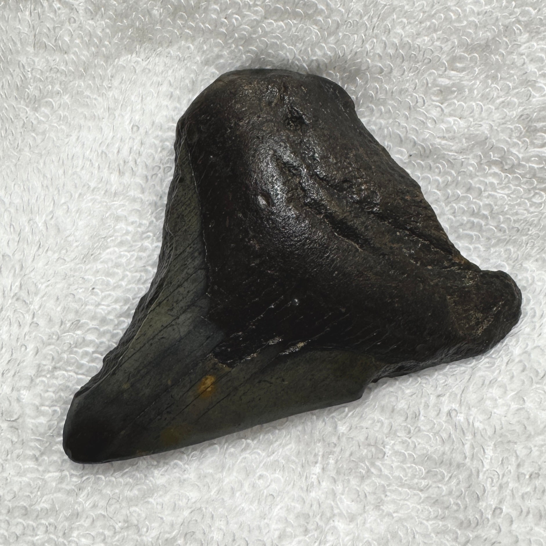 Fossil : Megalodon Tooth, 48g – Shard Rocks and Minerals